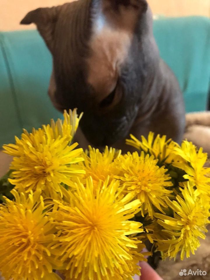 Дама пригласит кавалера в гости