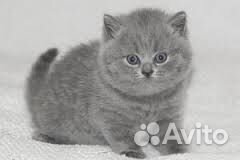 Комочек счастья