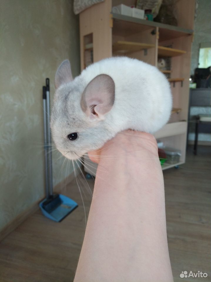 Щенок шиншиллы