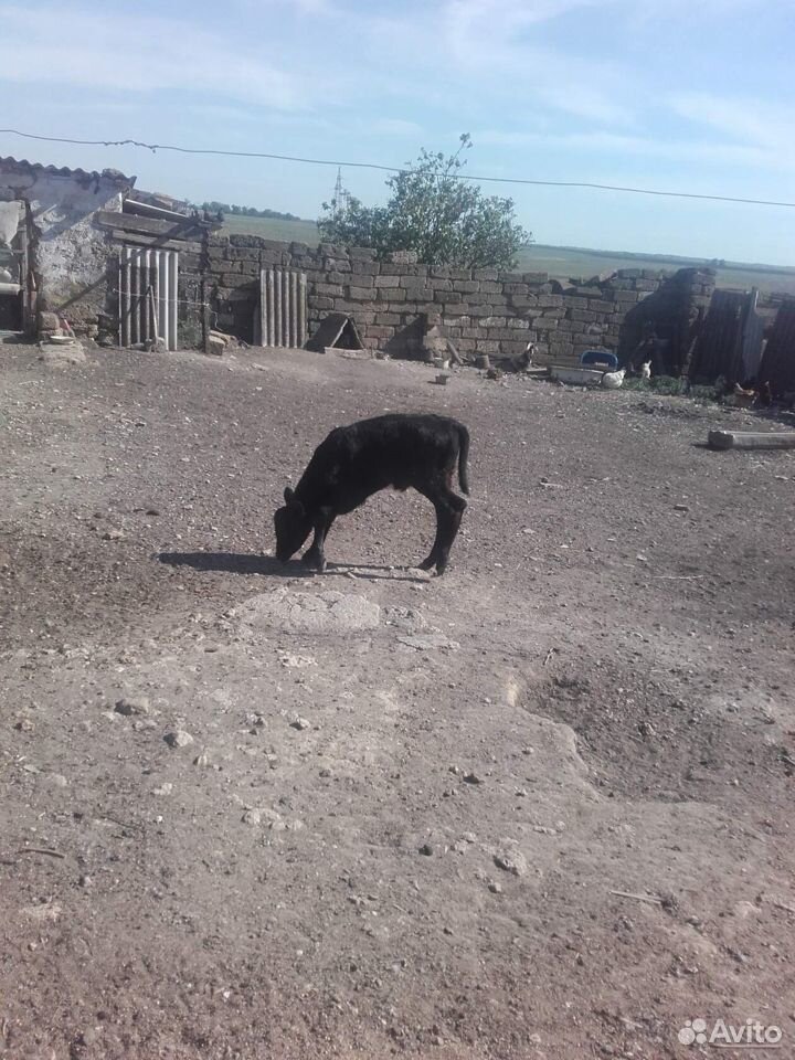 Телочка 1 месяц