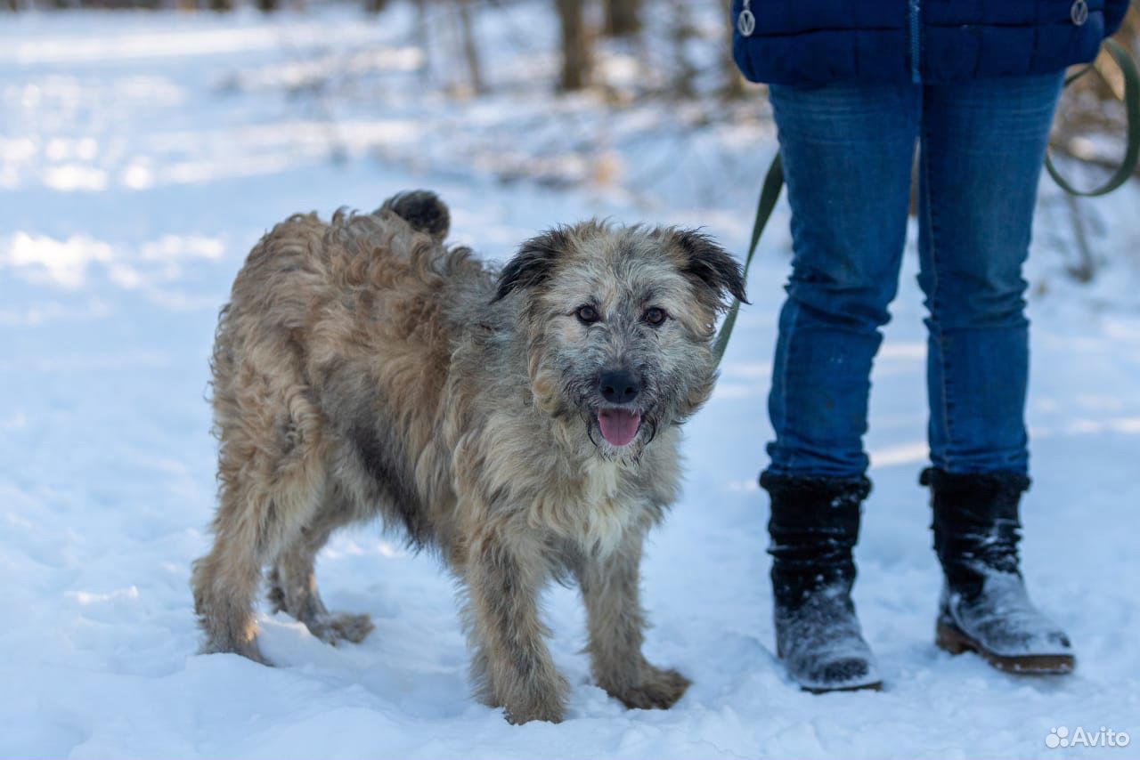 Собака Флай