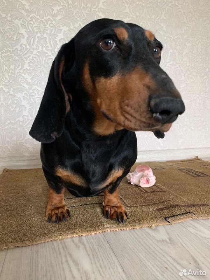 Такса найдена мальчик