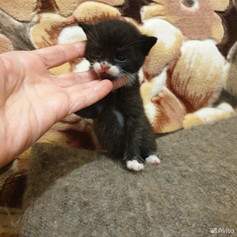 2 мальчика,1,5 мес,шотландцы,биколоры