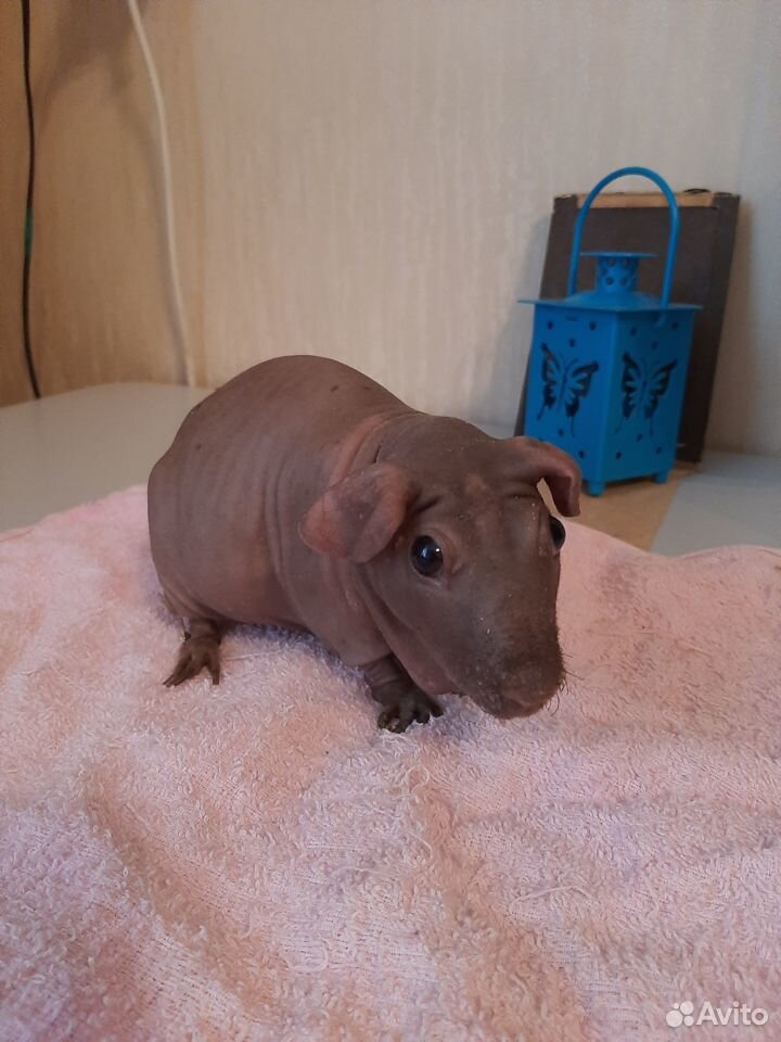 Морская свинка скинни