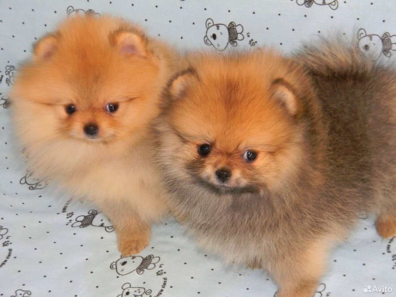 Мальчик померанчик и девочка миничка
