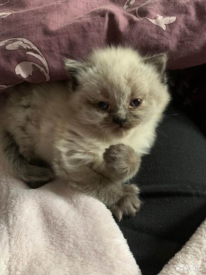 Котята- британцы
