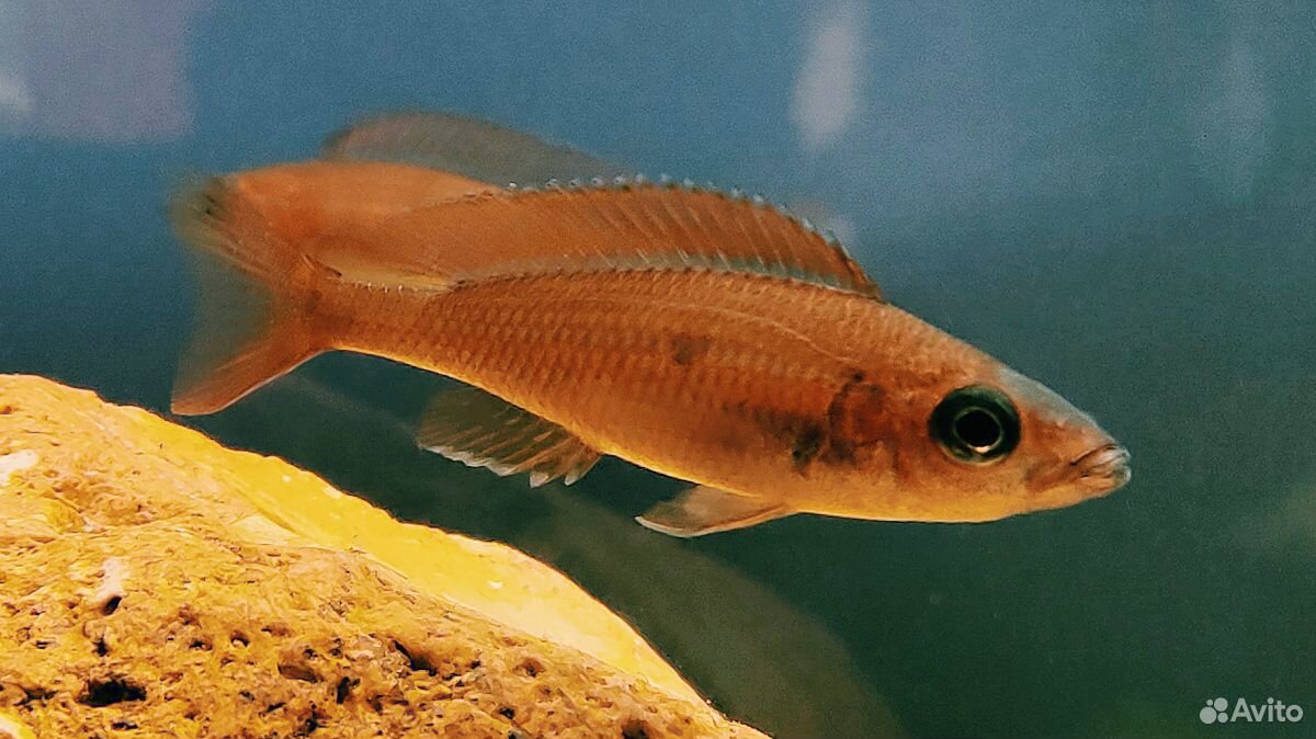 Paracyprichromis nigripinnus blue neon самки