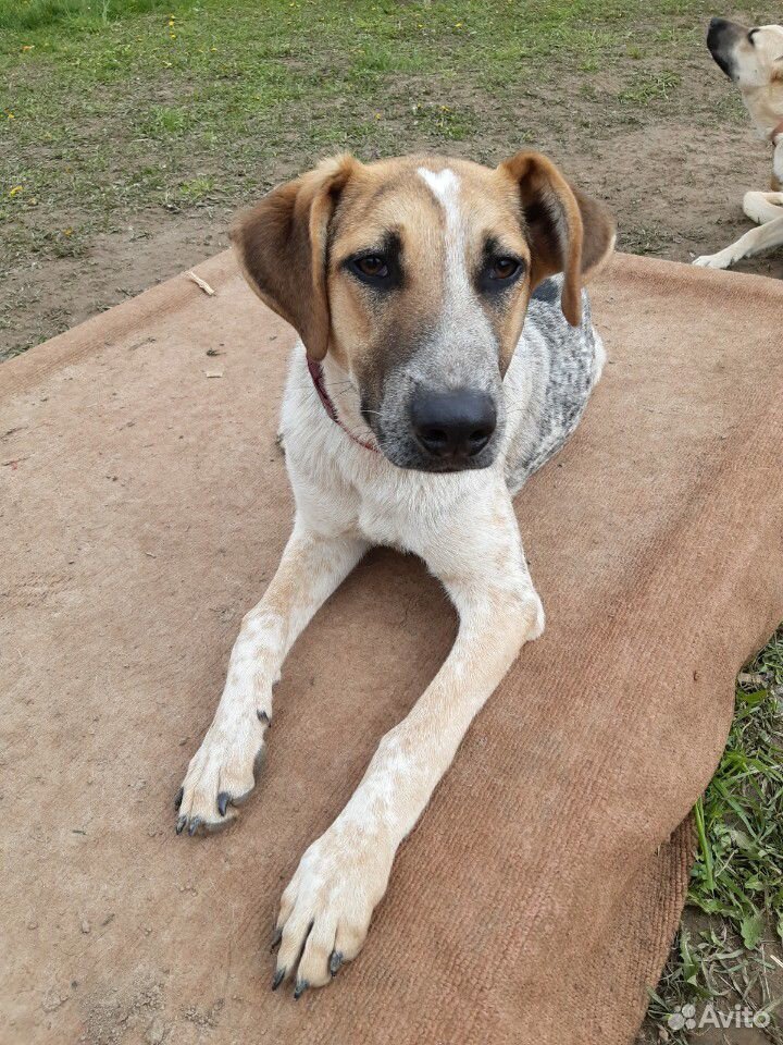 Собака щенок в дар в добрые руки