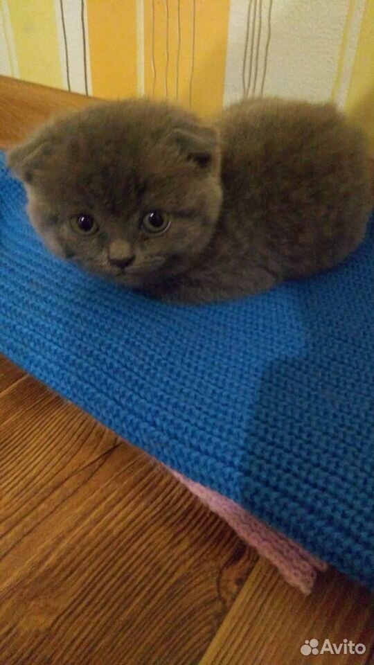 Продам шотланскую вислоухую кошечку