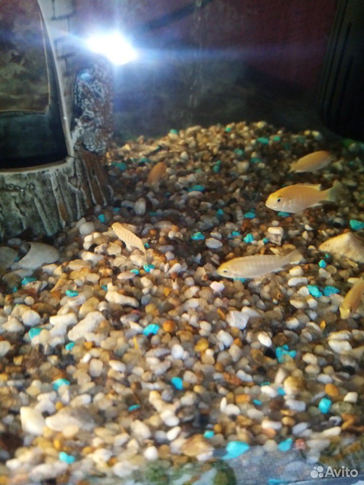 Цихлиды в обмен на растения