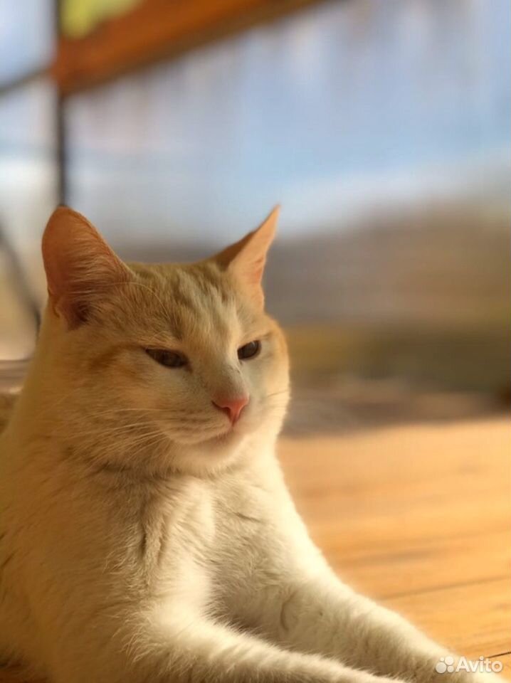 Котик ищет дом