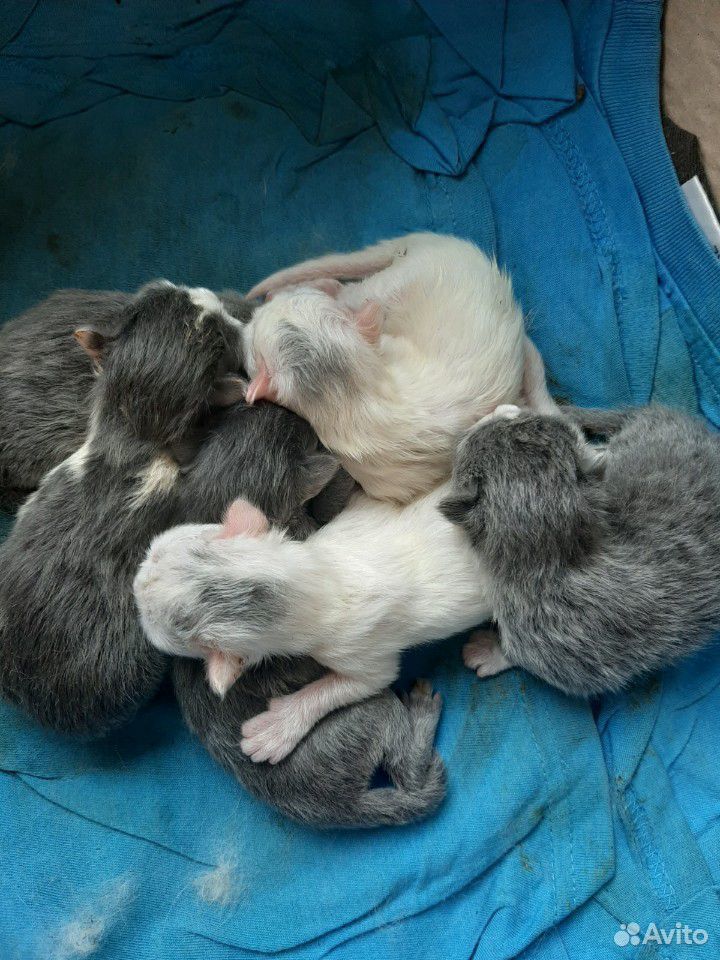 Котята