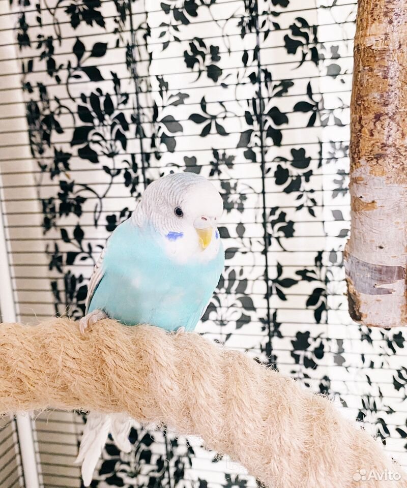 Волнистый попугай, самка