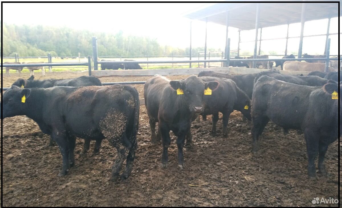 Телята бычки Абердин-Ангус от 6 мес на откорм