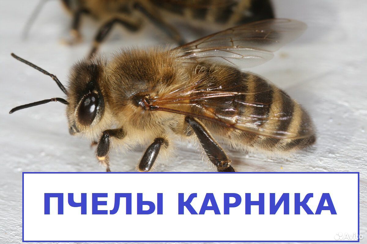 Продам пчел карника в вашу тару пчелопакет