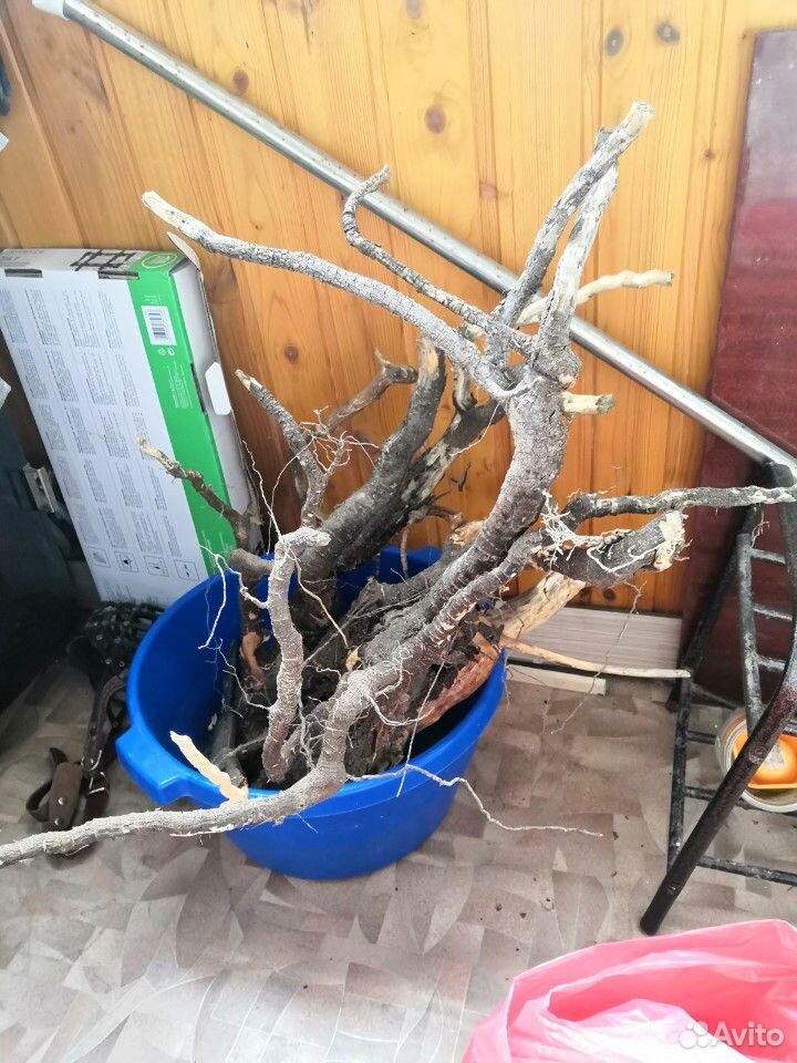 Коряга в аквариум