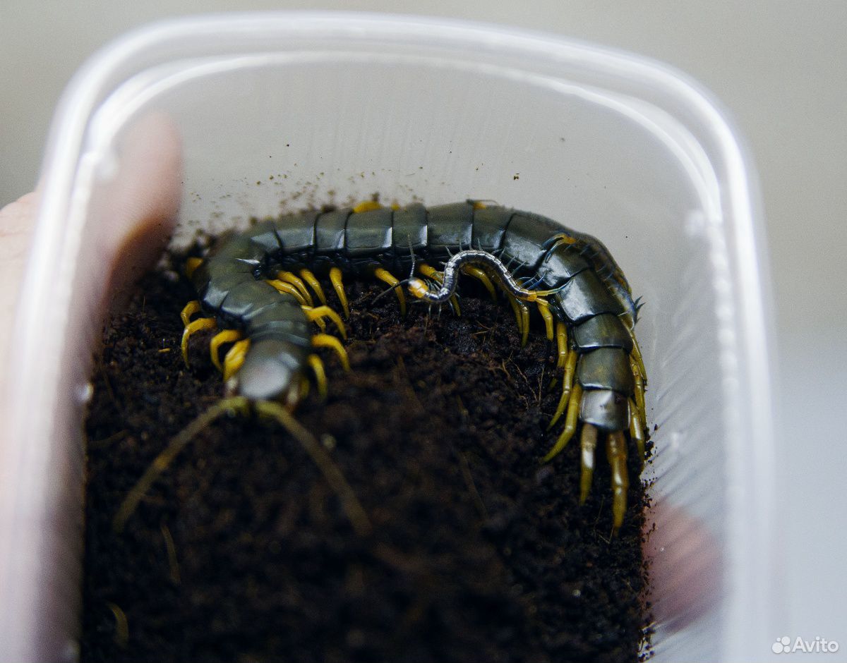 Сколопендра