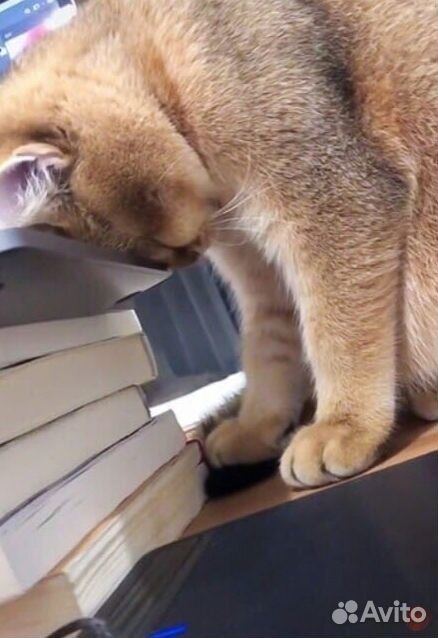 Кошечка ищет жениха