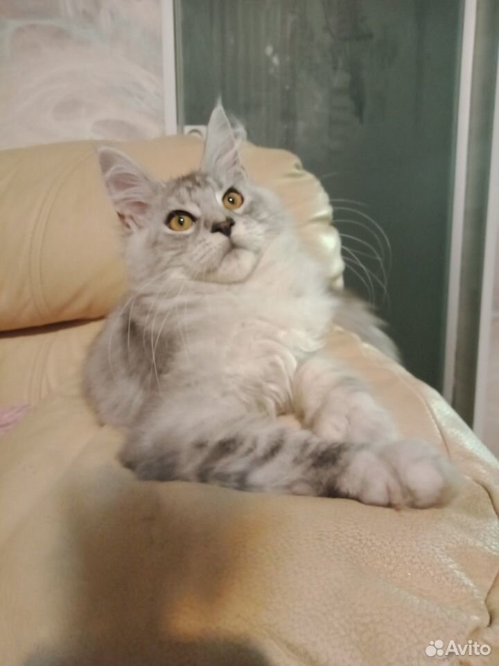 Шикарный чёрный серебристый мраморный мальчик