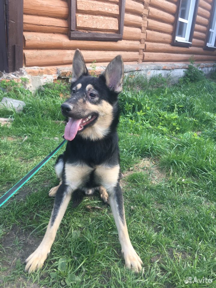 Позитивный щенок Диего в добрые руки