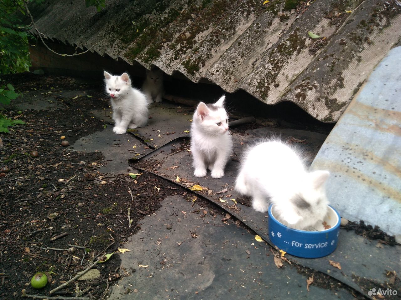 Котята в добрые руки