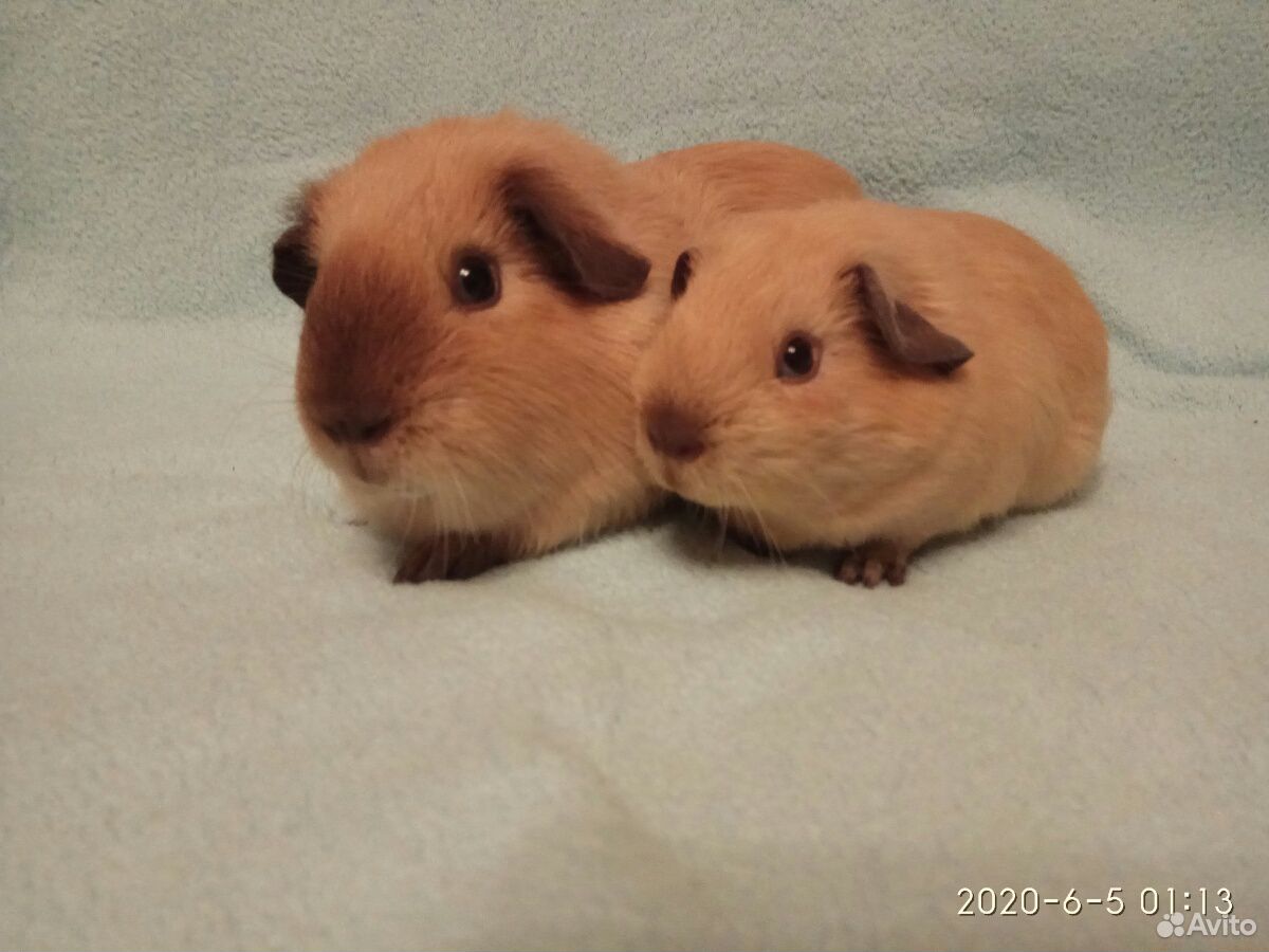 Морская свинка мальчик Калифорния