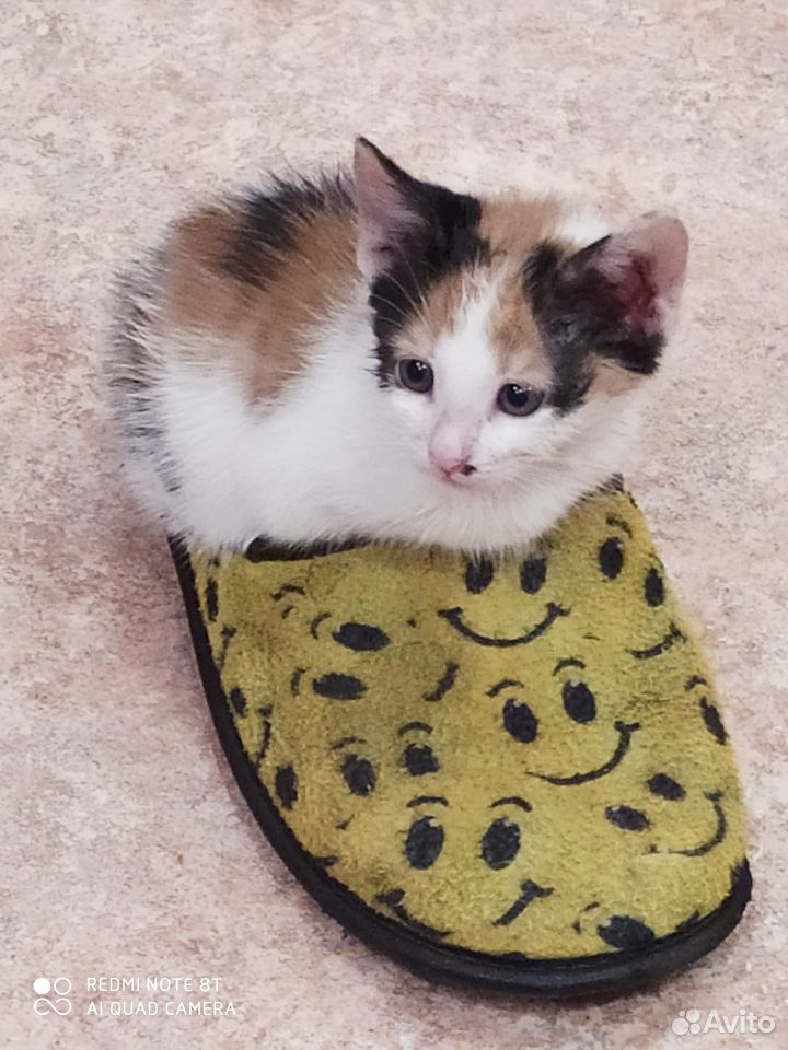 Котенок, кошечка, нуждается в заботливом хозяине