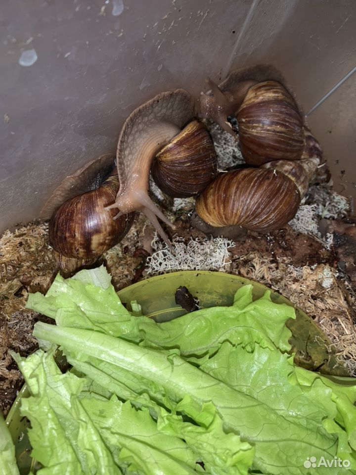 Улитки Ахатины