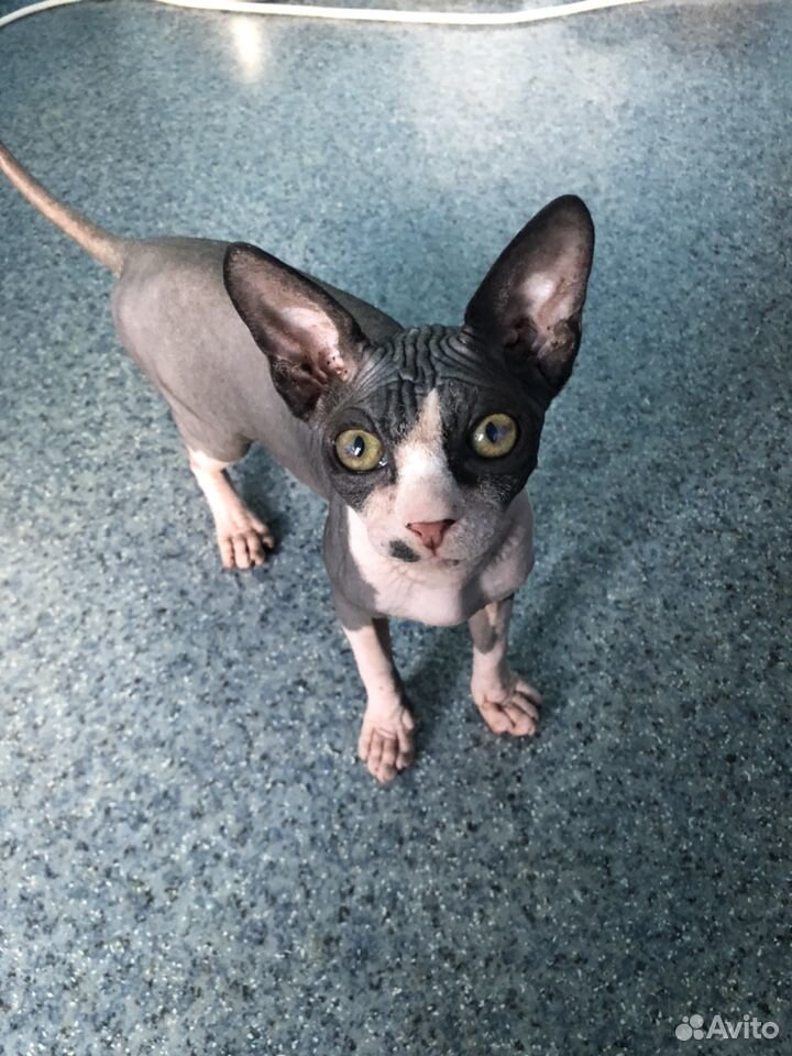 Канадский сфинкс