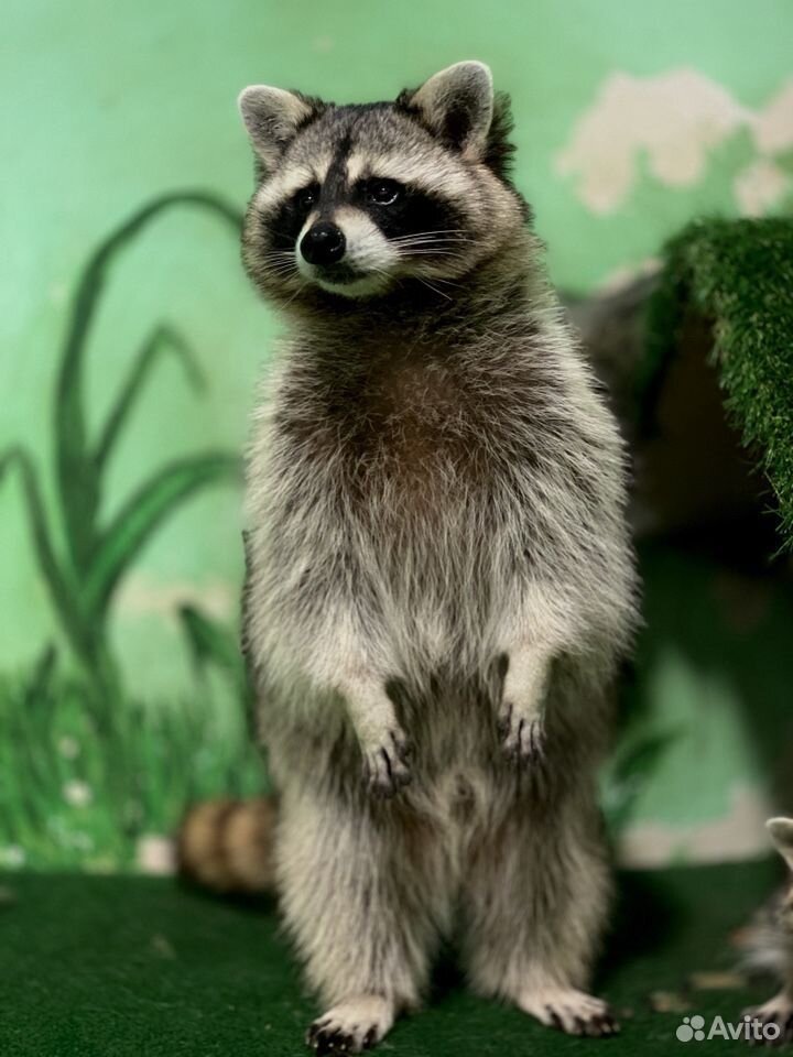 Отдам енота в добрые руки
