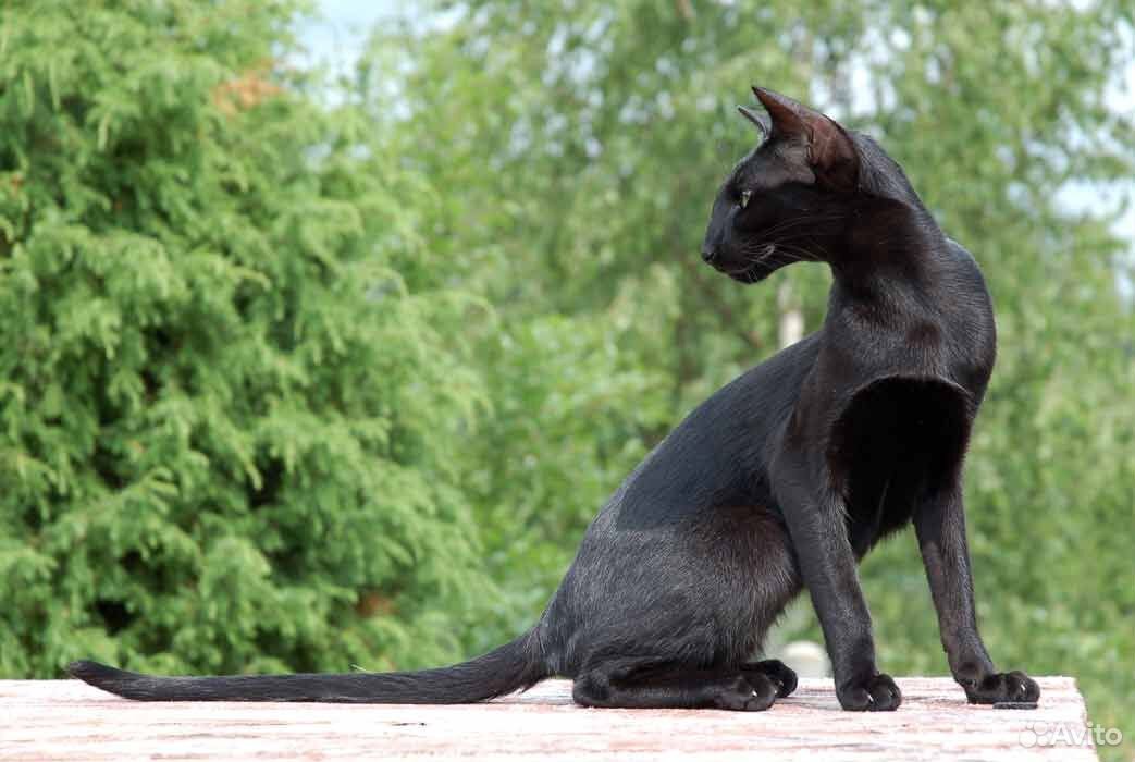 Ориентальные котёнок