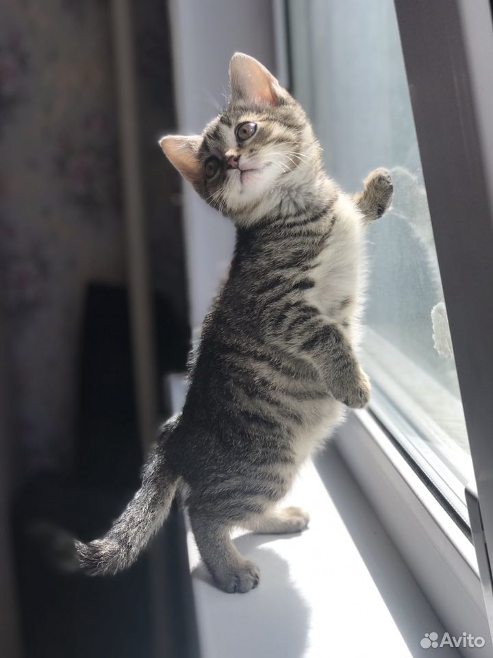 Котёнок в добрые руки