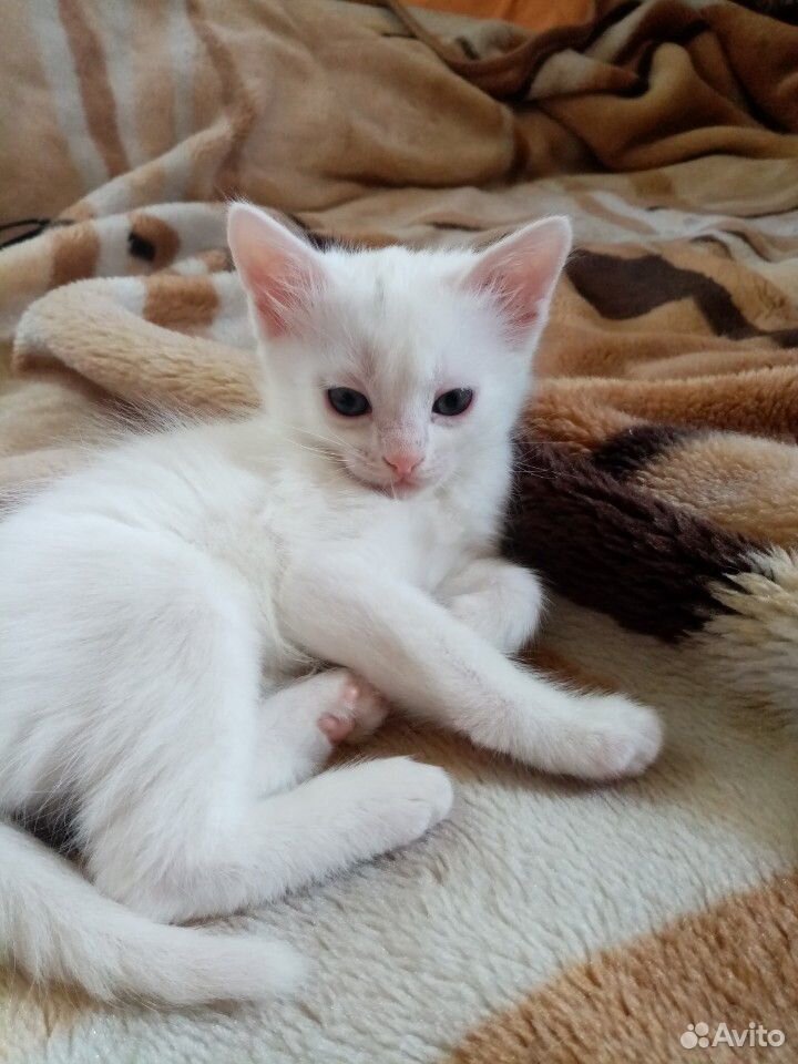 Котята