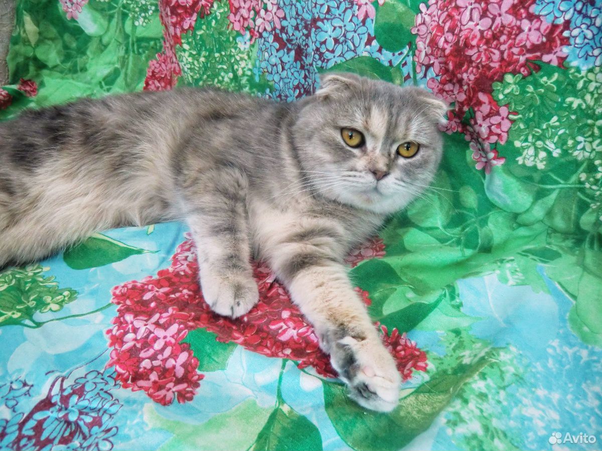 Кошка Вашей мечты