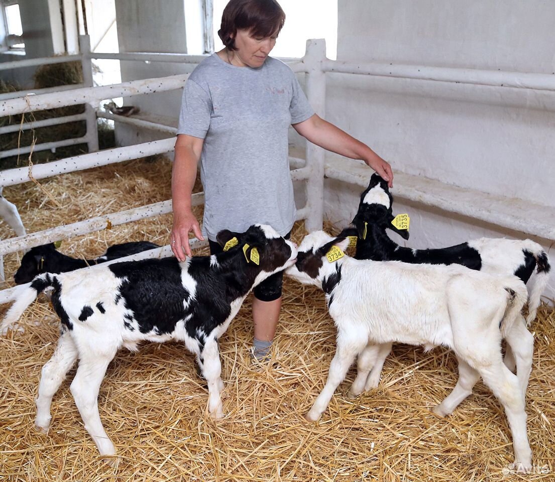 Бычки на откорм