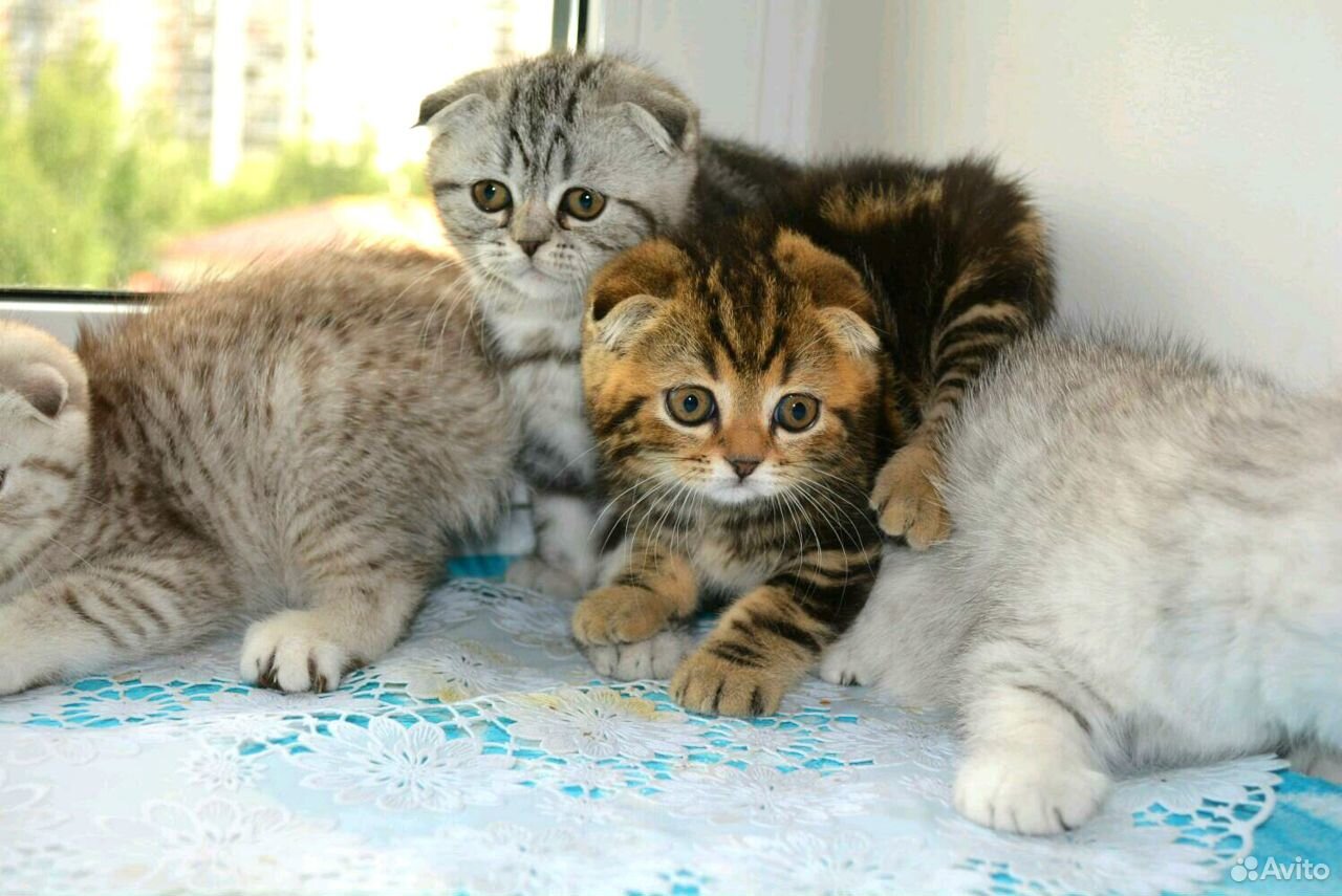 Шотландские Клубные Котята, Мраморята и Шиншиллята