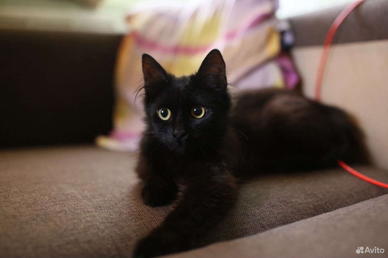 Кошка Очень красивая