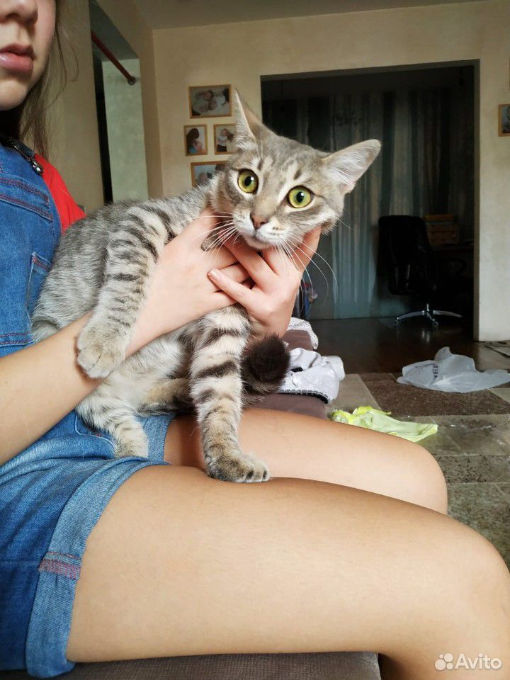 Котенок в добрые руки