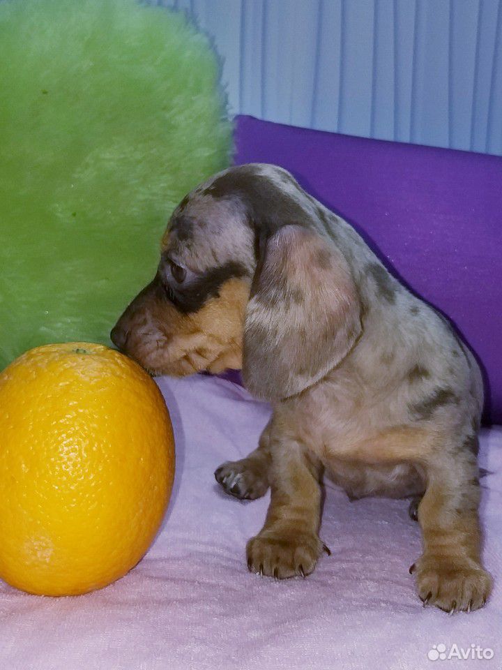 Кроличьий таксёнок Лайк