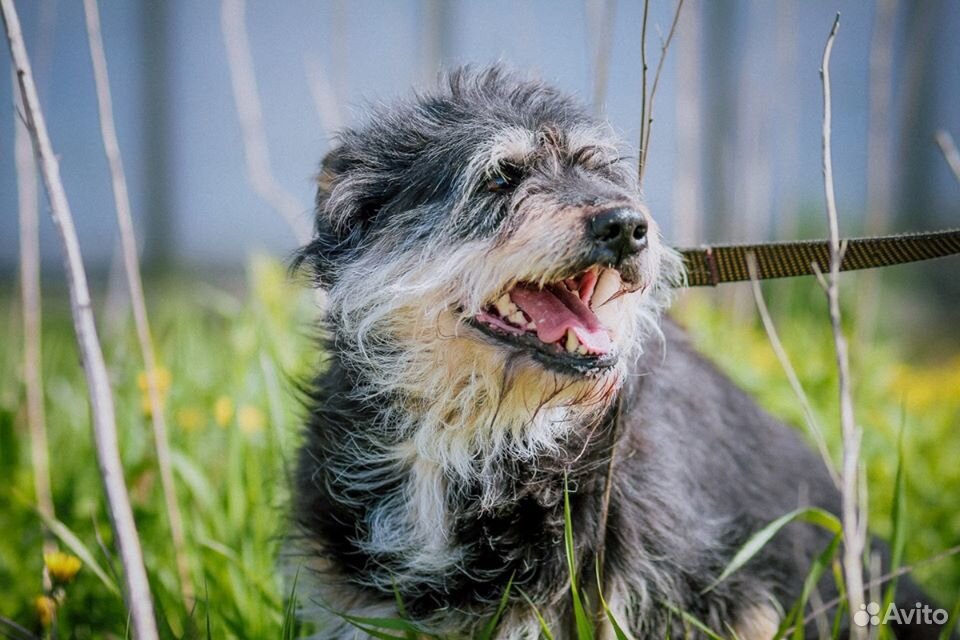 Чапа и Линда из Колюпановского монастыря, метисы