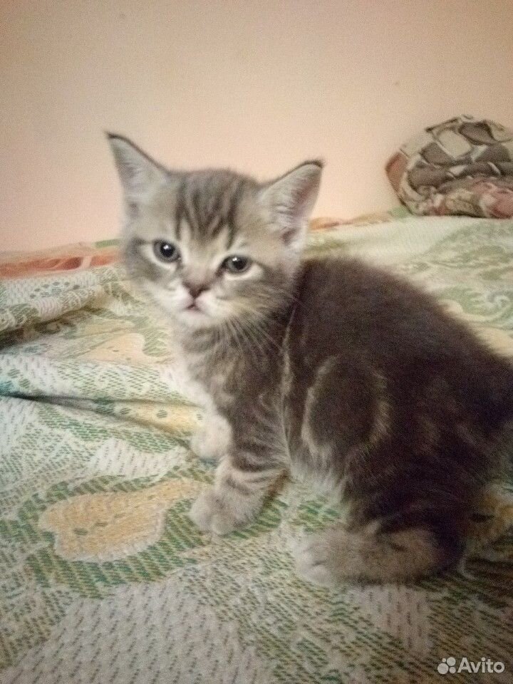 Британские котята