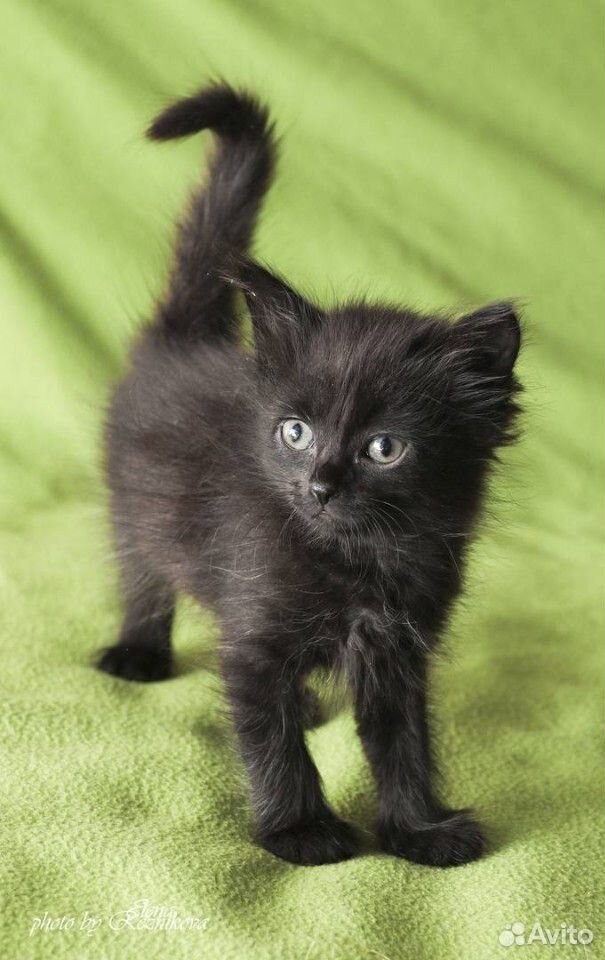 Маленькая Багира