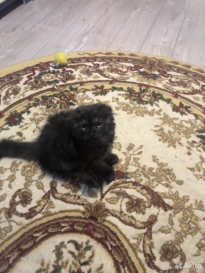 Отдам котика