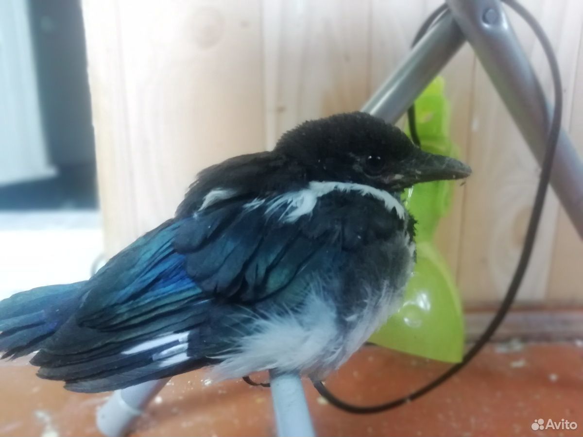 Птенец сороки