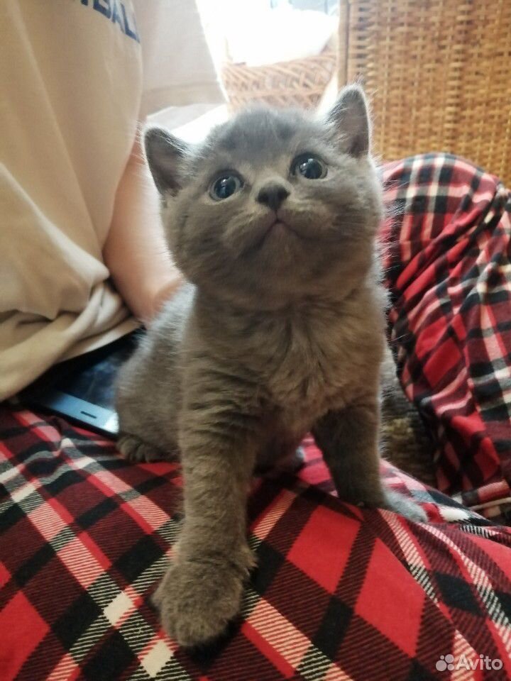 Британская