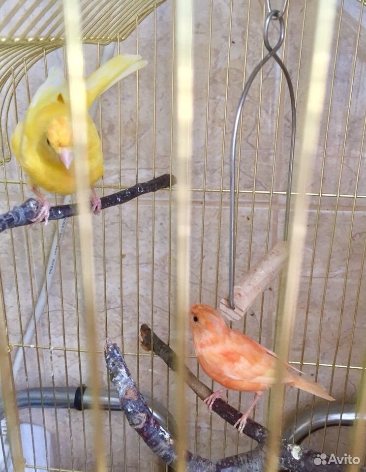 Канарейки (мальчик и девочка)