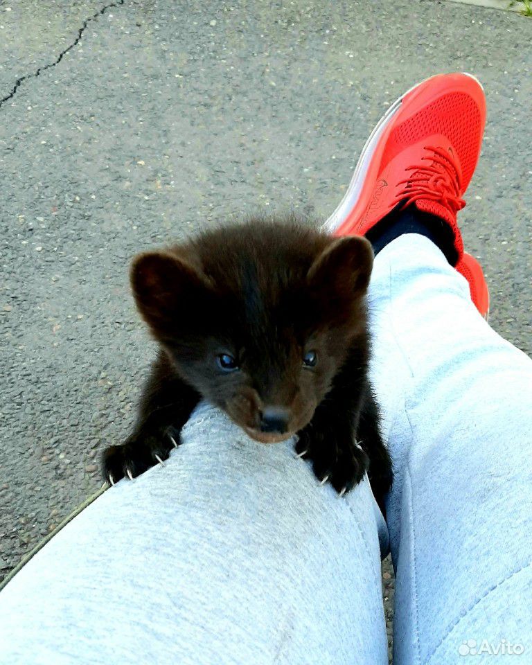 Соболь баргузинский