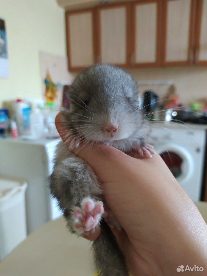 Шиншилла мальчик