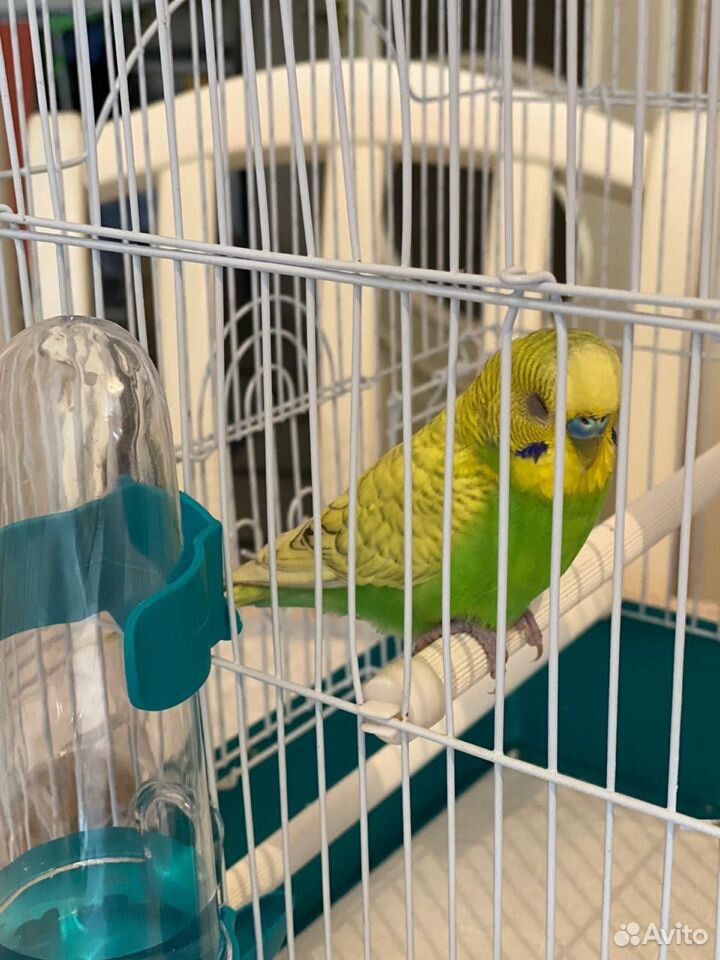 Попугай в хорошие руки