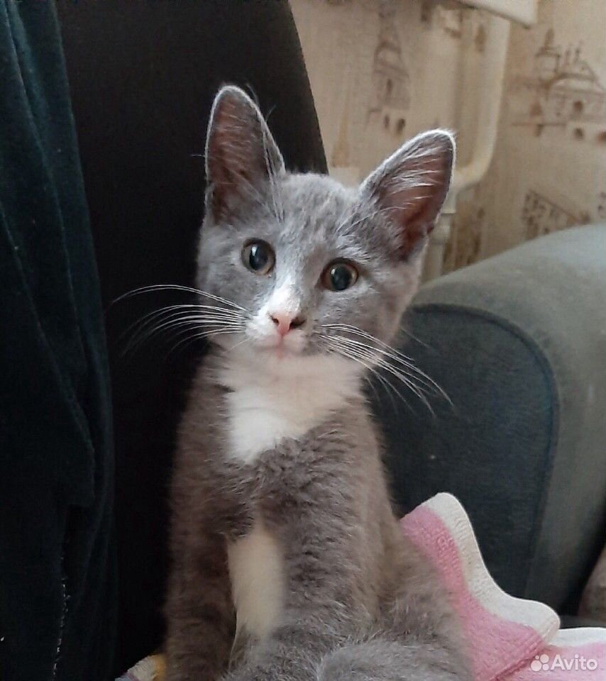 Котёнок
